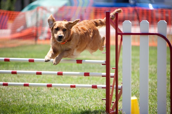 Delta Gold Retrievers – Dog Training and Golden Retrievers in the San ...