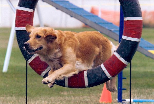 Our Dogs – Delta Gold Retrievers