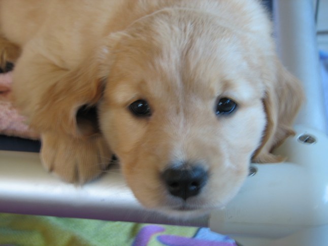 Delta Gold Retrievers – Dog Training and Golden Retrievers in the San ...