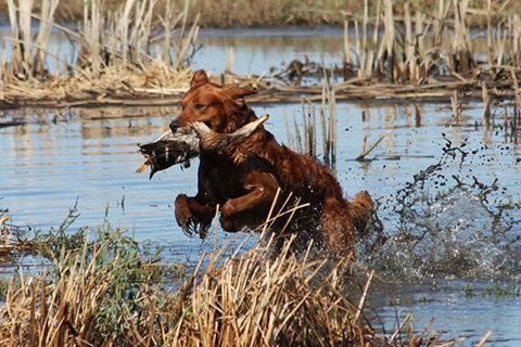Delta Gold Retrievers – Dog Training and Golden Retrievers in the San ...
